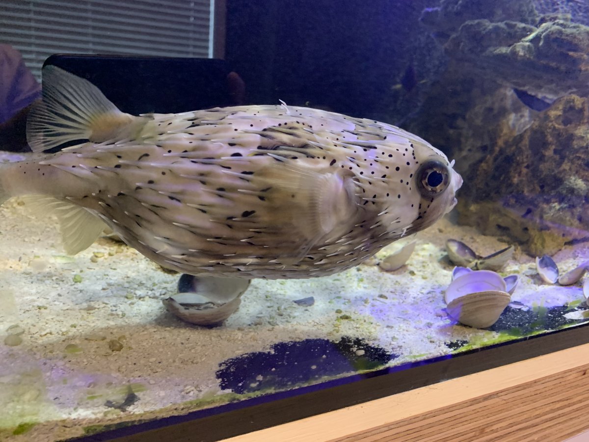 Porcupine Puffer with eggs | Reef2Reef