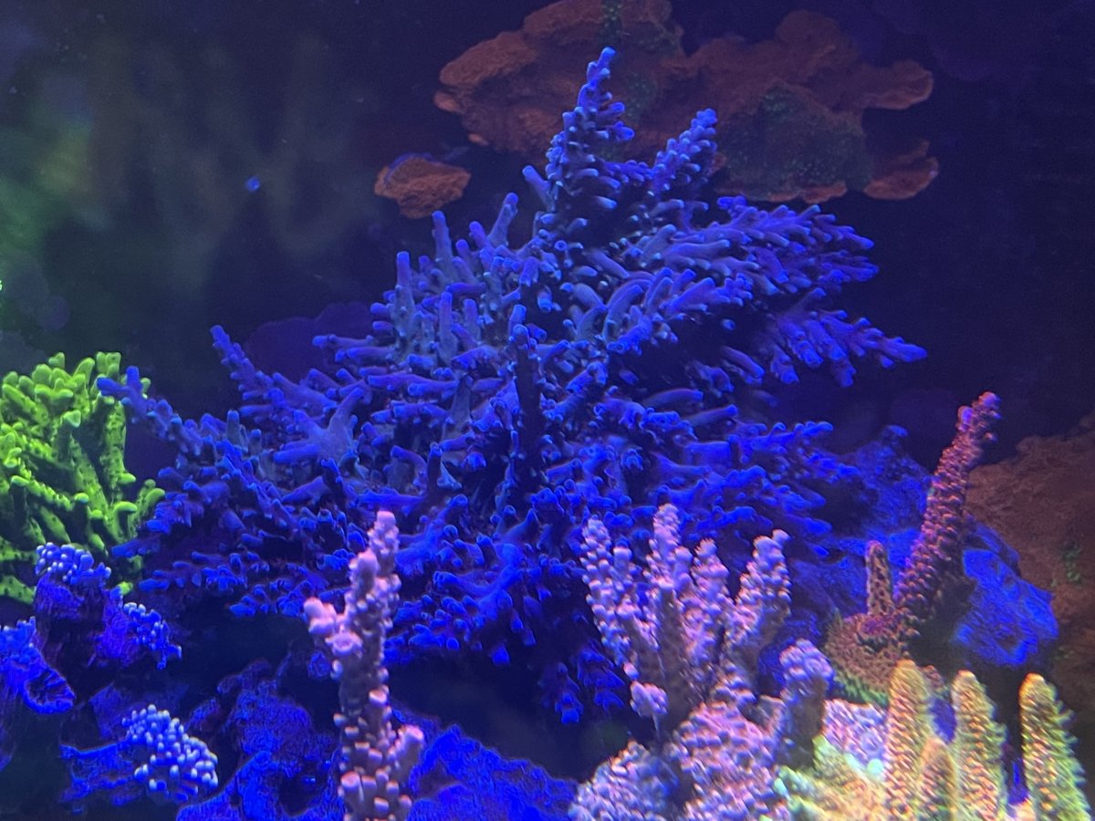 Florida - Livestock Trade - Sps for other coral | Reef2Reef