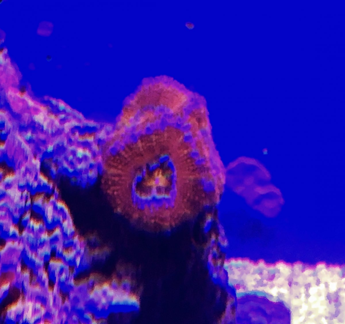 Tried the wwc coral club silver 3month. | REEF2REEF Saltwater and Reef ...