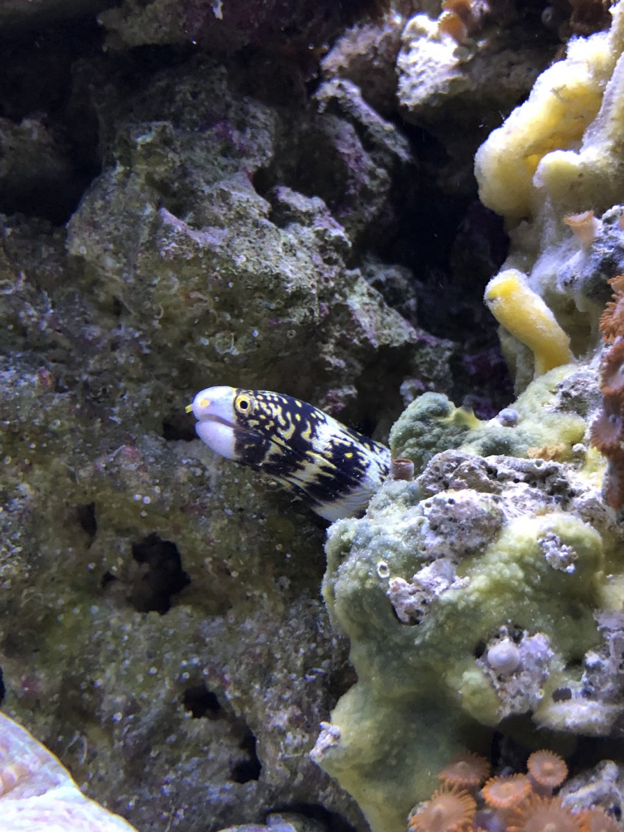 Eels for 75 gallon | Reef2Reef