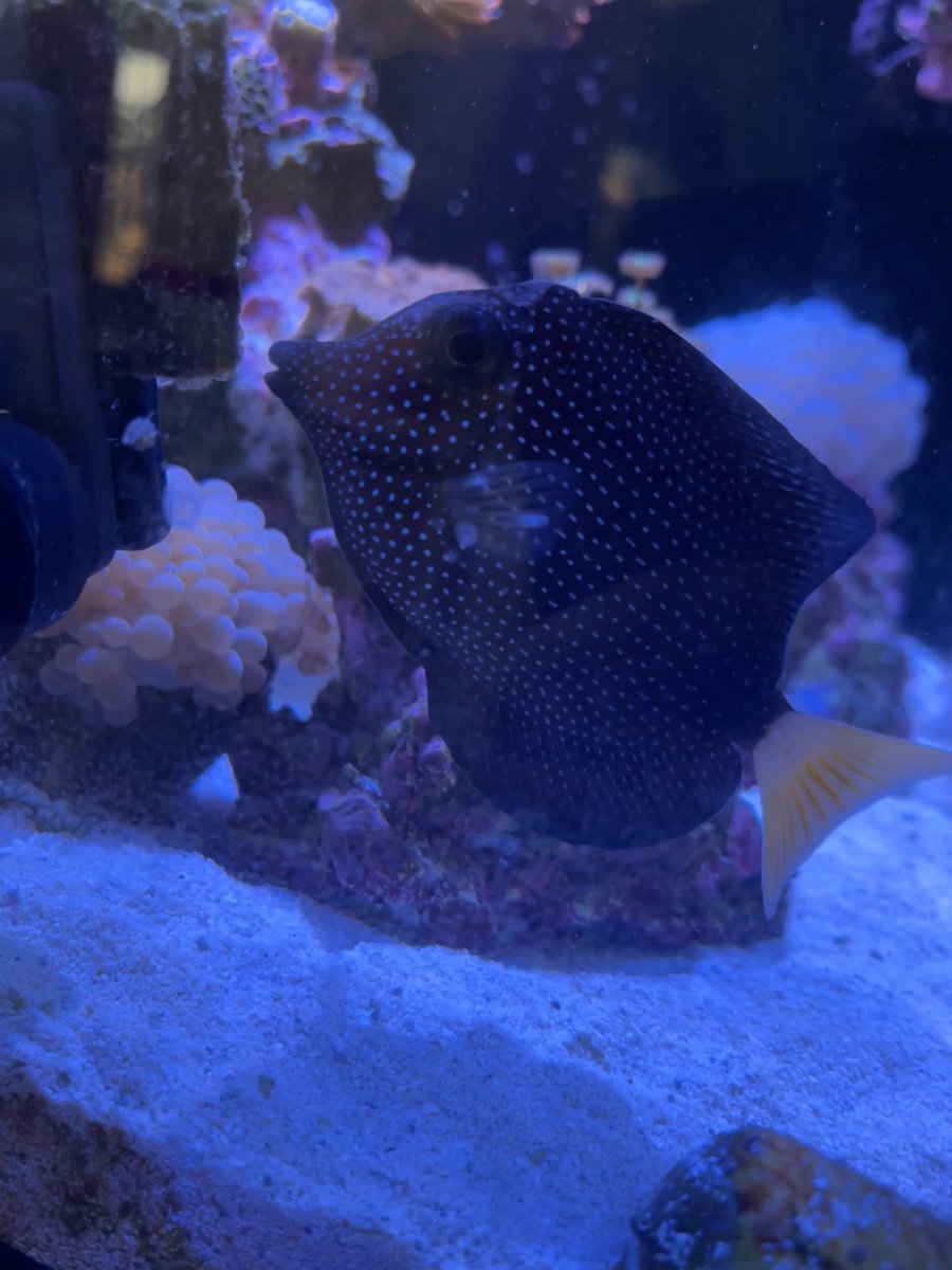 EMERGENCY - White Spots on Gem Tang Fins after QT | Reef2Reef