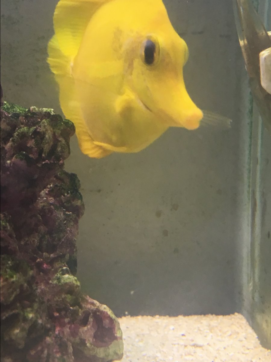 Help! Spotting on my yellow tang-disease?! | Reef2Reef