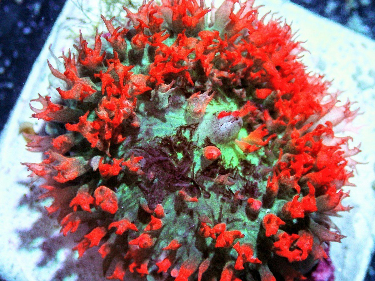 Red St Thomas Mushroom | Reef2Reef Red St Thomas Mushroom | Reef2Reef