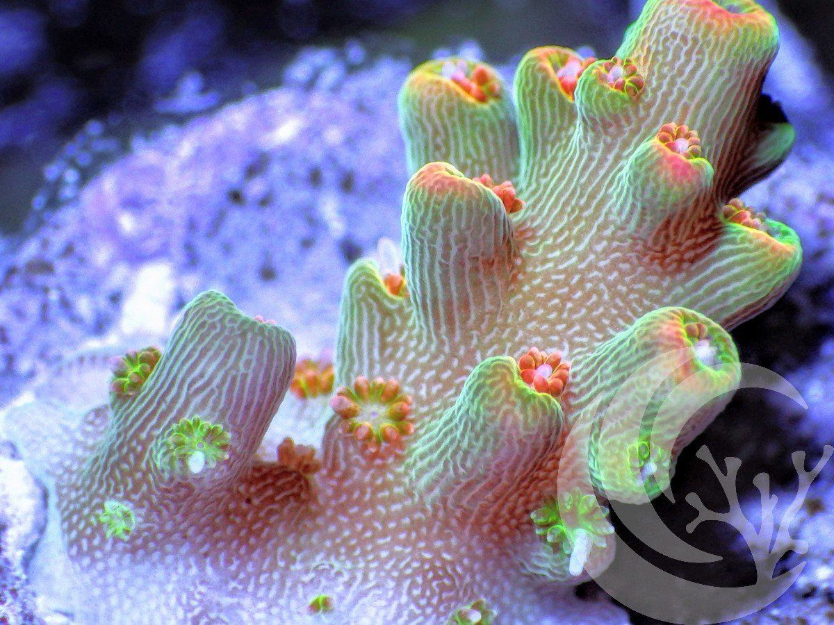 WYSIWYG Aquacultured Acropora Frags | Reef2Reef