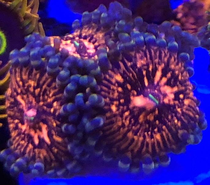 Who has the prettiest Zoas? | Page 4 | Reef2Reef