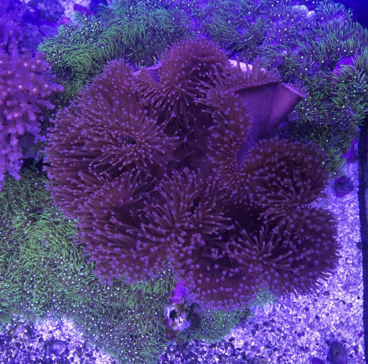 Maine - Large Derasa Clam and Show Size Soft Corals | Reef2Reef
