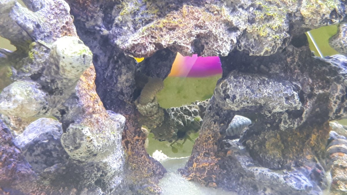 Feather Worm Emerging From Cast Reef2reef