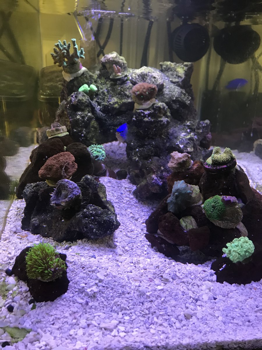Nano Build - 10g Super Simple Nano Reef, First Marine Tank | Page 2 ...
