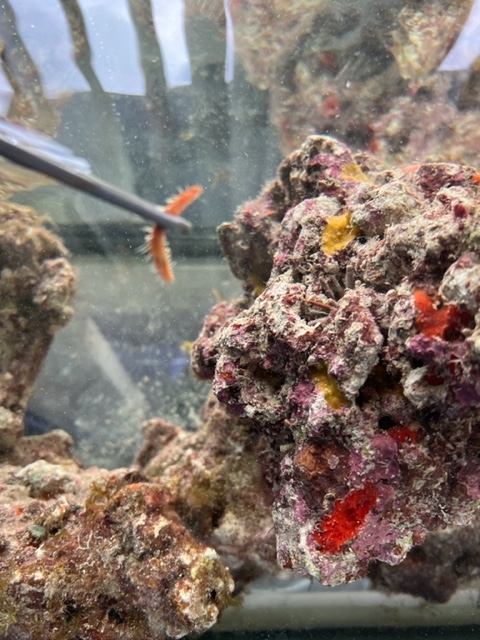 MY VISIT TO KP AQUATICS | Reef2Reef