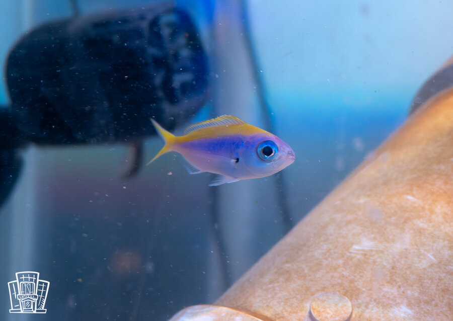 Yellowback fusilier -- Anyone had one? | Reef2Reef