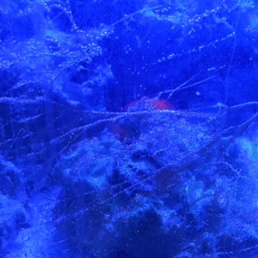 What kind of Algae | Reef2Reef