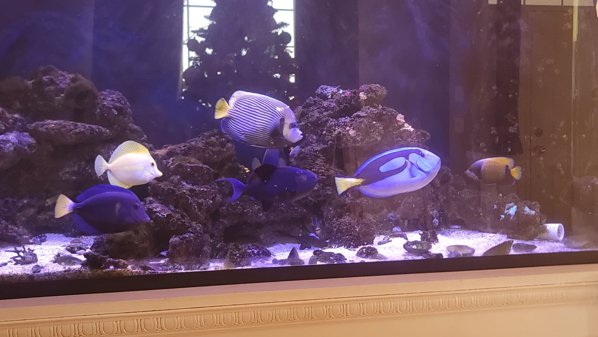 Pennsylvania - Live Goods - Xl fish | Reef2Reef