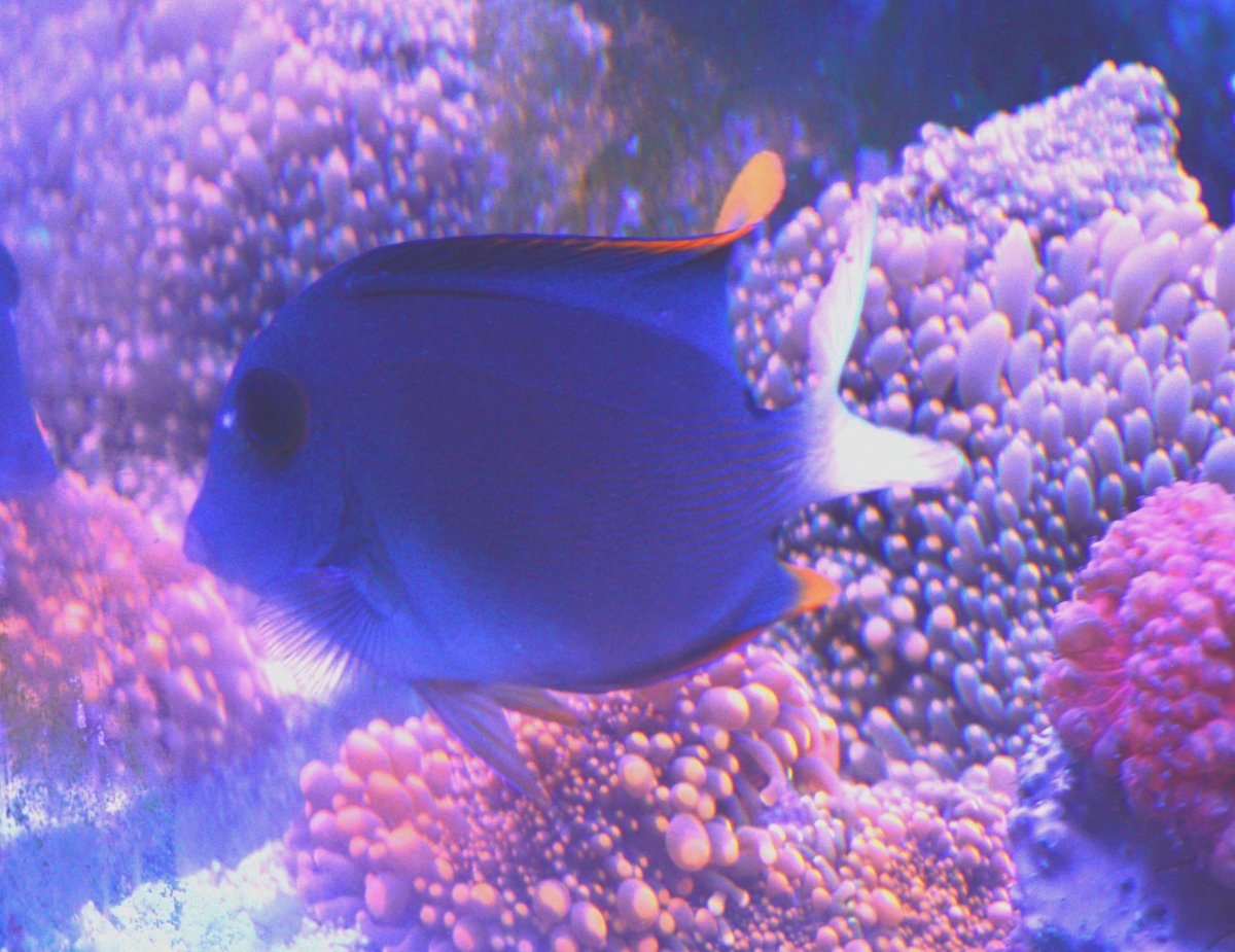 Show off your Tangs | Page 26 | Reef2Reef