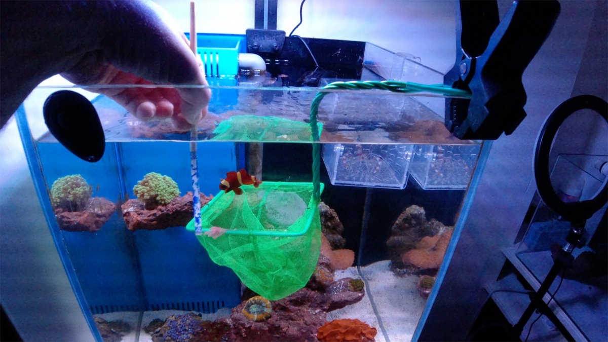 Training a Fish to Swim into a Net | Reef2Reef
