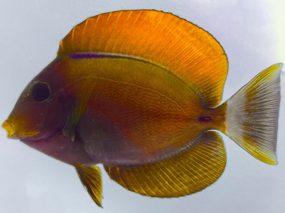 $0.99 Weekly auctions are LIVE !!! Quoyi Parrotfish, Blueface Angelfish ...