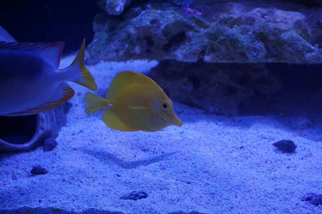 Which Foxface? | Reef2Reef