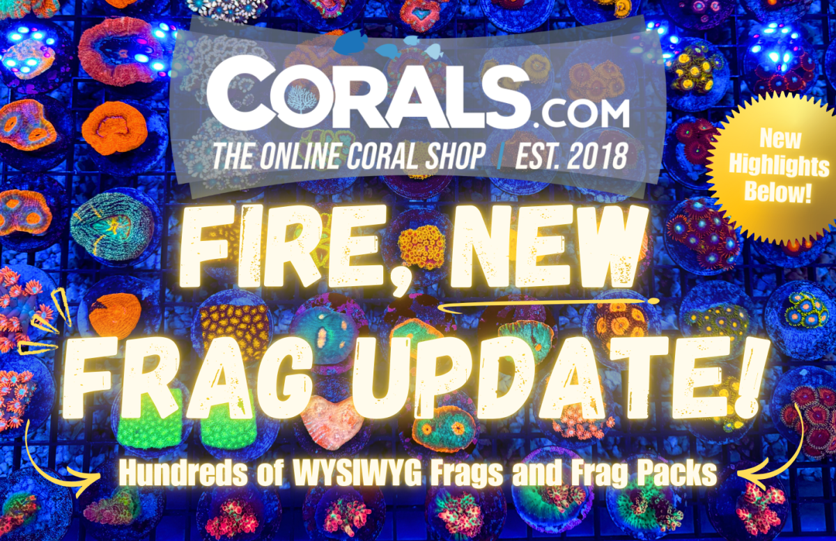 **NEW FRAG UPDATE! 150+ WYSIWYG Coral Frags!** INSANE Goniopora Frags ...