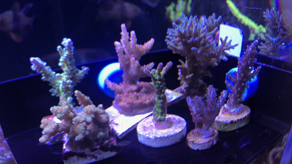 Maryland - SPS frag pack | Reef2Reef