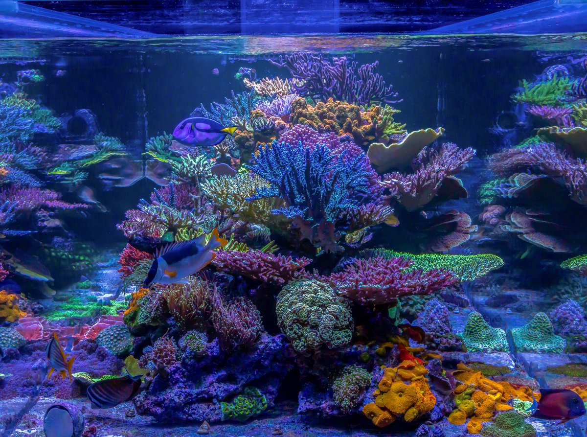 Reef Spotlight - REEF OF THE MONTH - February 2023: MantisReef's ...
