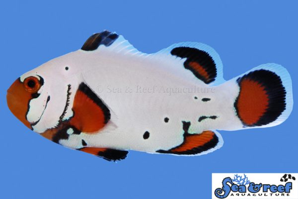 What are the best designer clownfish? | Reef2Reef