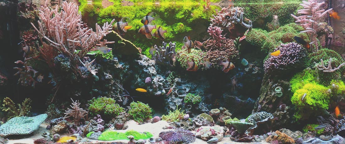 Meet the R2R Reef Squad Team | Reef2Reef