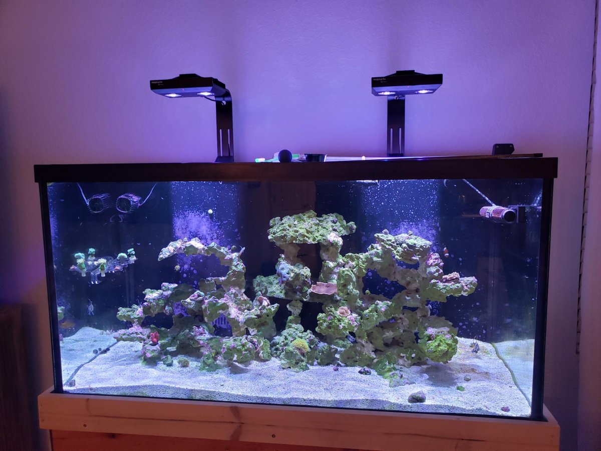 Build Thread - 120g mix tank - getting back in the hobby | Page 2 ...