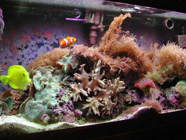 Ugly Tanks! | Page 2 | Reef2Reef
