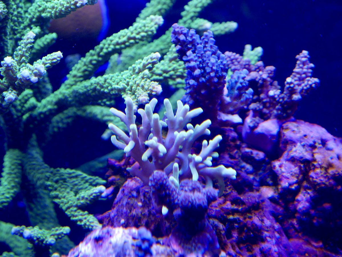 Build Thread - Jonas Roman sps-tank | Reef2Reef