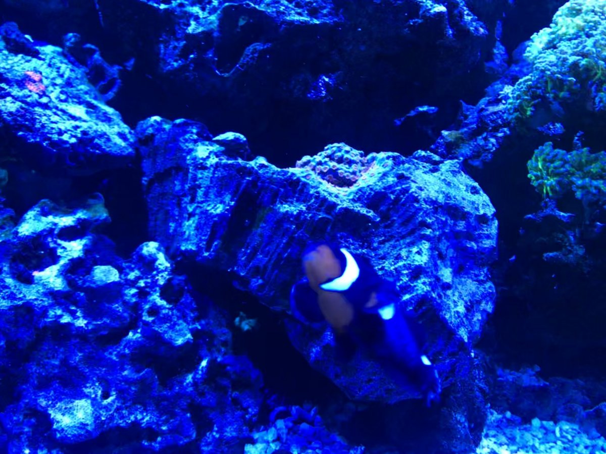 Clown Fish Tail Missing... | Reef2Reef