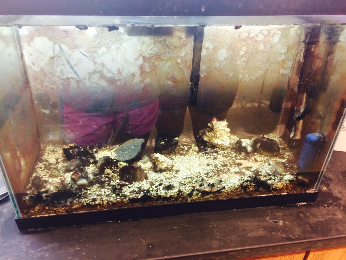 High nitrate levels | Reef2Reef High nitrate levels | Reef2Reef