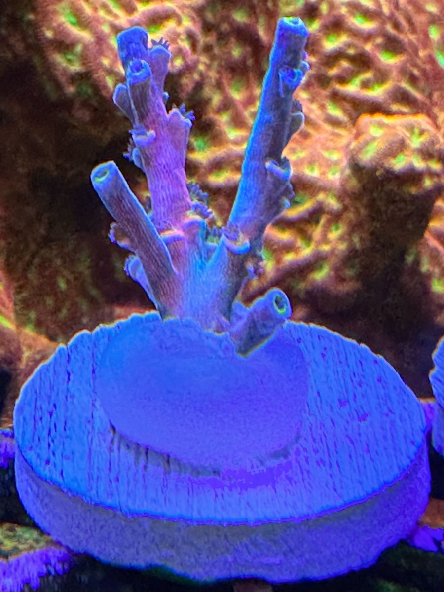 What is everyone using for epoxy? | Reef2Reef