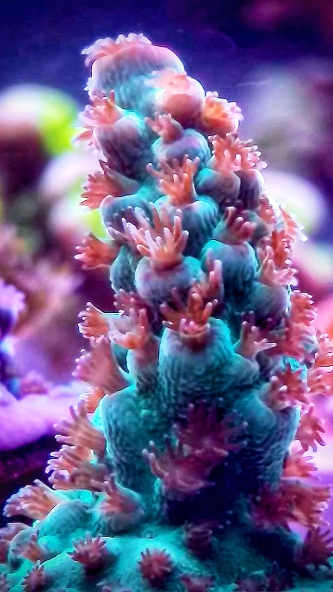 Is this an $800 coral? | Reef2Reef