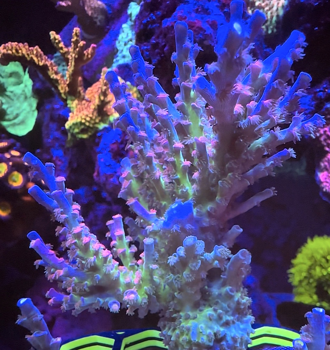 Why Do Some Reefers Seek “High End” Coral? | Page 3 | Reef2Reef