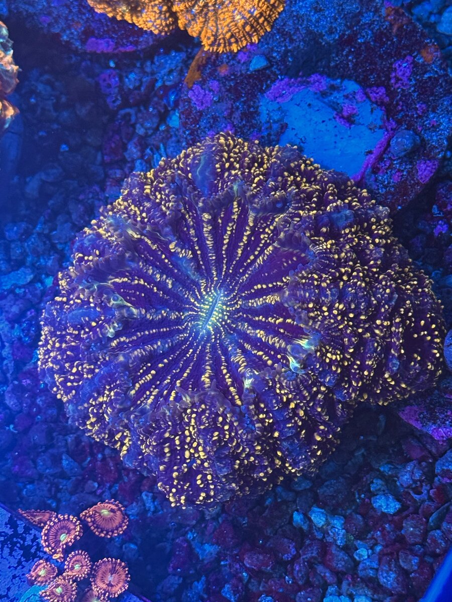 Texas - Live Goods - WYSIWYG Torch, Goni, and Acanthophyllias | Reef2Reef