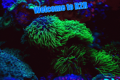 Hello - Return to Saltwater | Reef2Reef