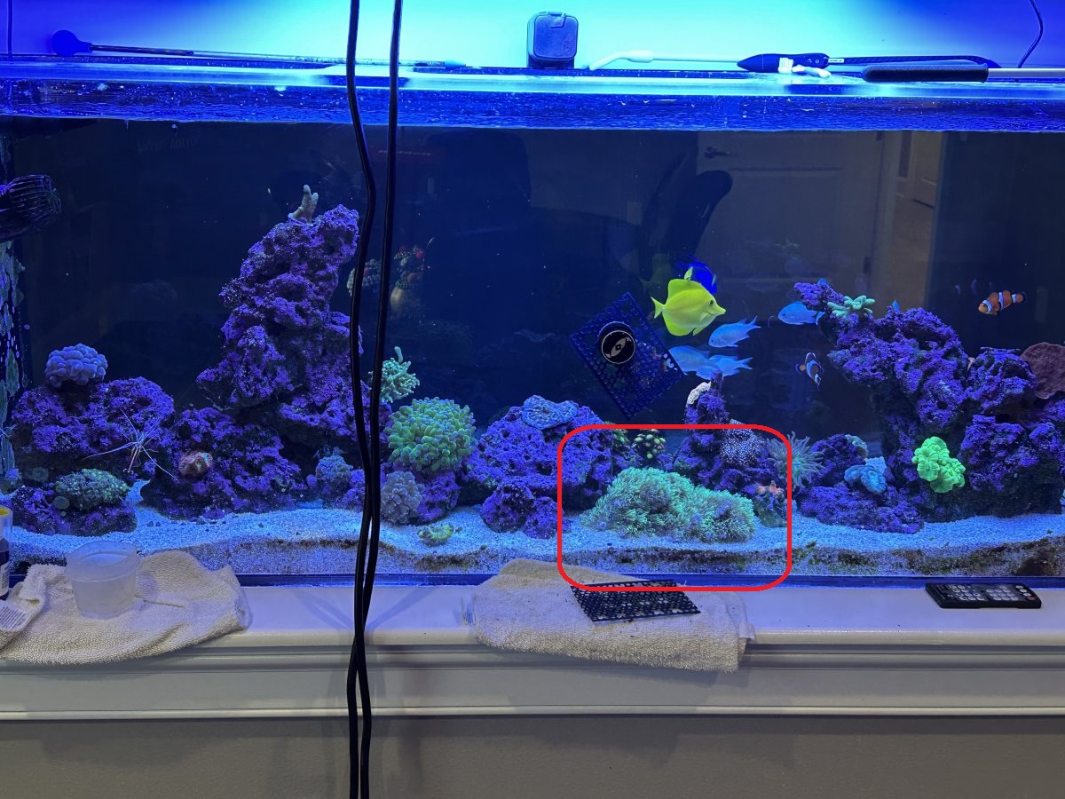 GSP lost color | Reef2Reef