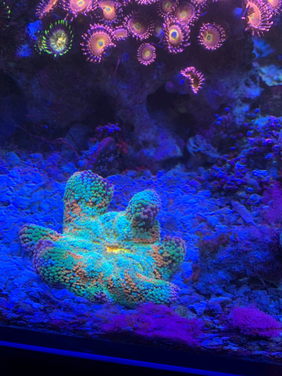 Rainbow haddoni | Reef2Reef