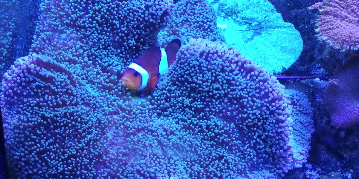 Haddoni anemone | Reef2Reef