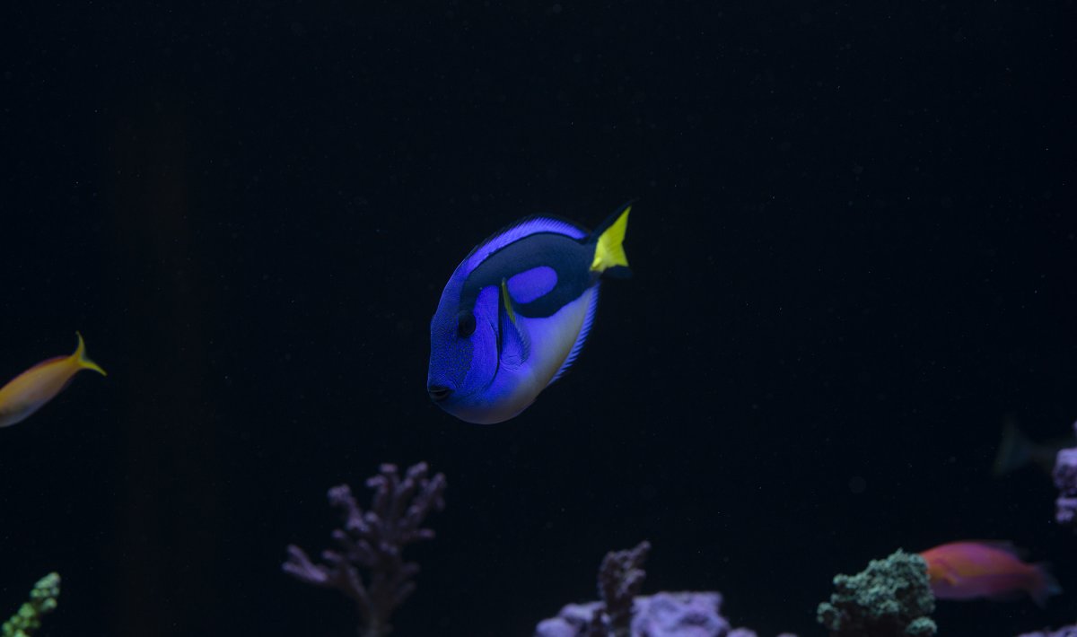 Large Build - 300 dd in-wall build | Page 3 | Reef2Reef