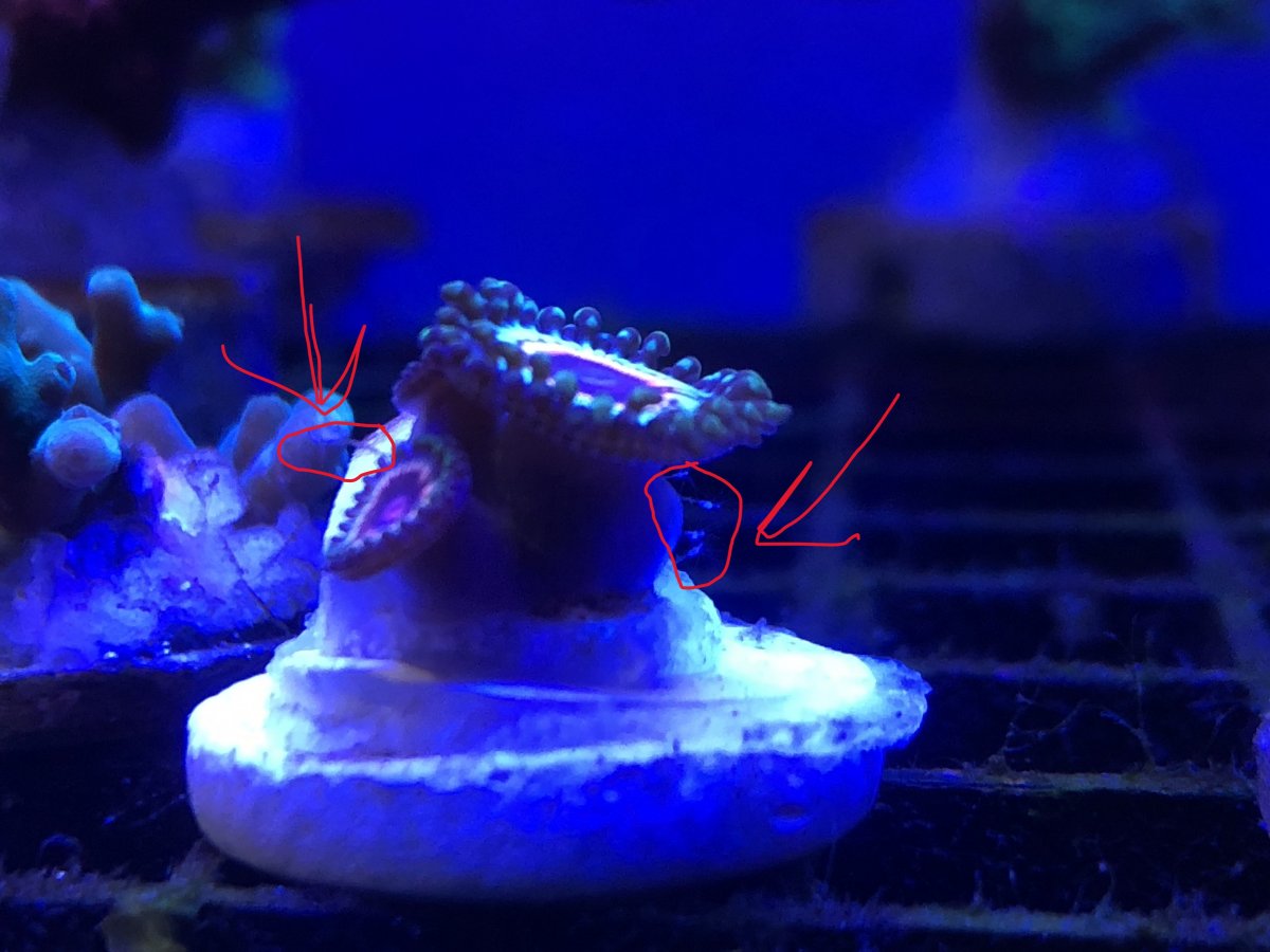 Options for Hydroid removal? | Reef2Reef