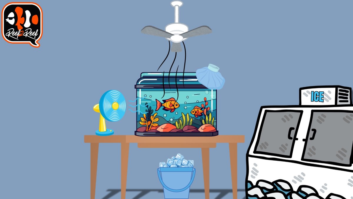 Beating the summer heat: How are you keeping your tank cool? | Reef2Reef