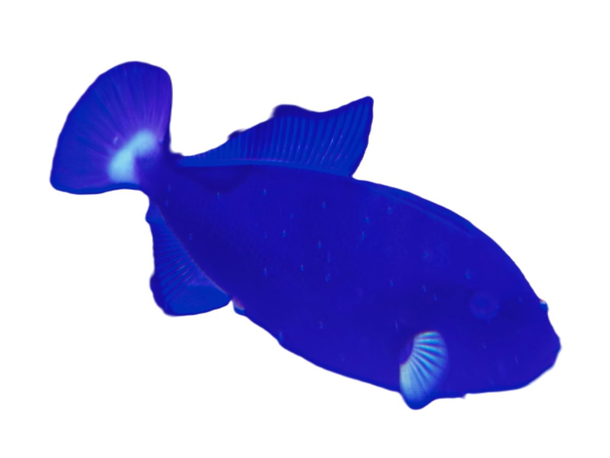 Disease Identification / Treatment Non Emergency | Reef2Reef