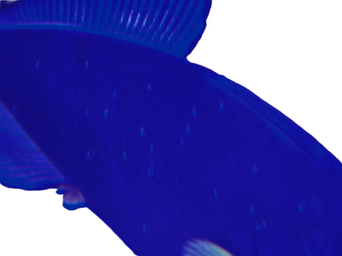 Disease Identification / Treatment Non Emergency | Reef2Reef