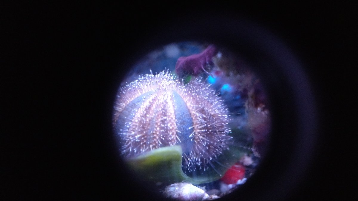 Royal Tuxedo Urchin | Reef2Reef
