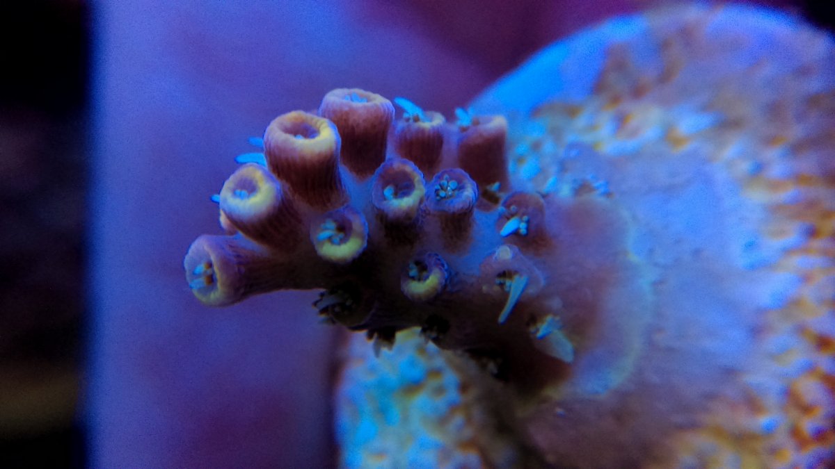 Some hot corals! | REEF2REEF Saltwater and Reef Aquarium Forum