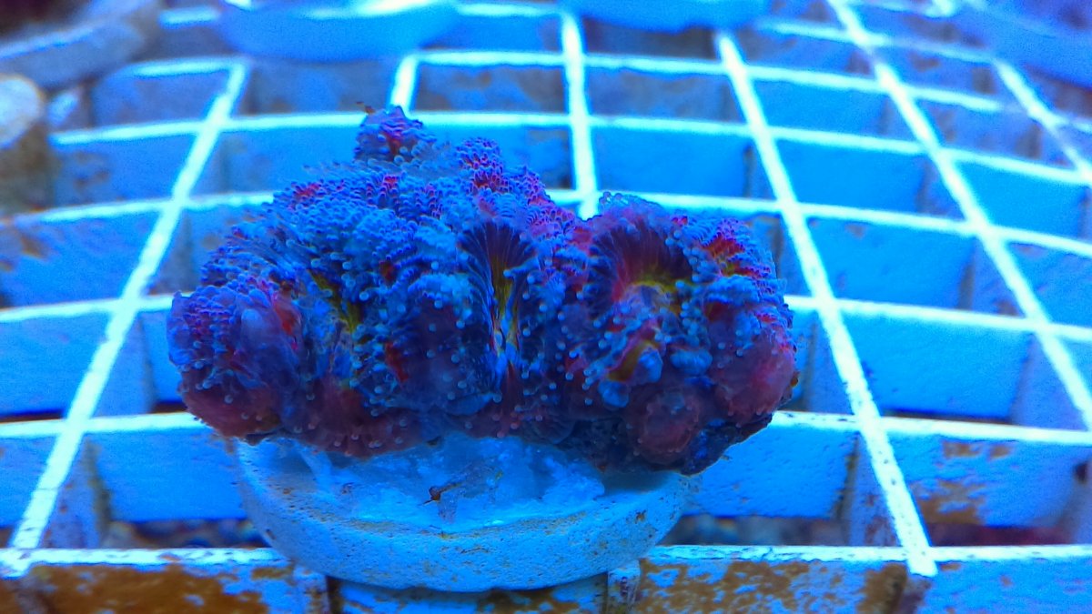 Some hot corals! | REEF2REEF Saltwater and Reef Aquarium Forum