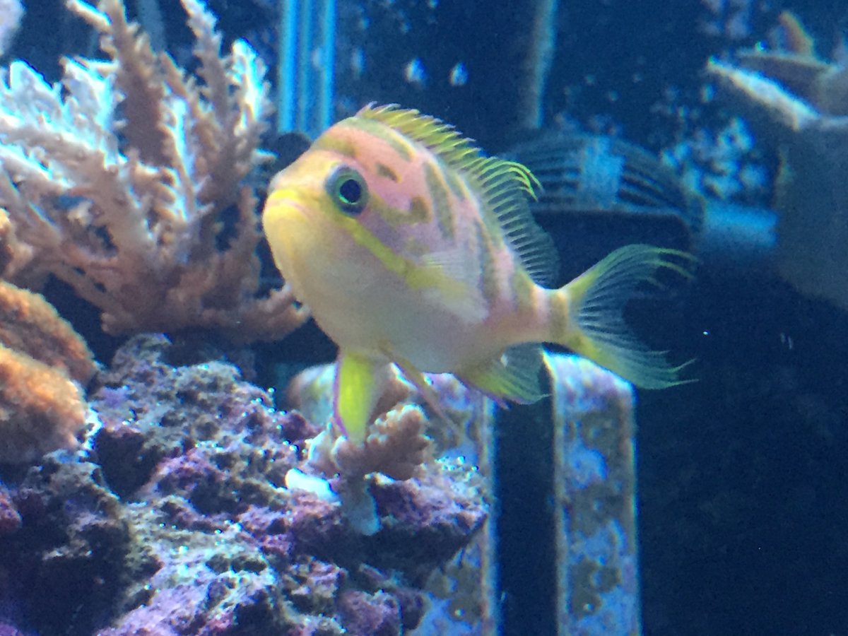 What your most expensive fish? | Reef2Reef