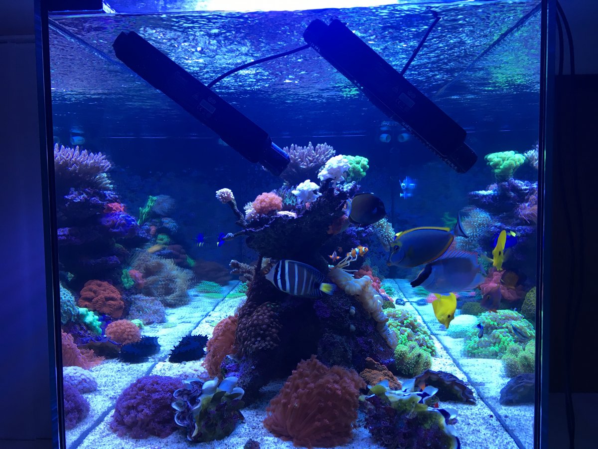 Gyre or Neptune WAV for 225 gal Peninsula Tank | Reef2Reef