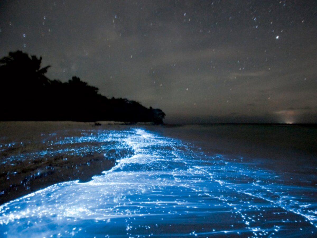 Bioluminescent plankton | Reef2Reef