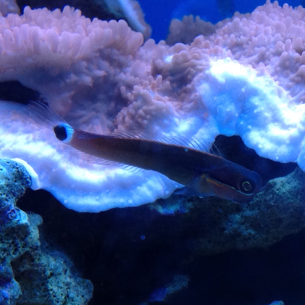 Nano Build - Unique nano fish? | Page 2 | Reef2Reef